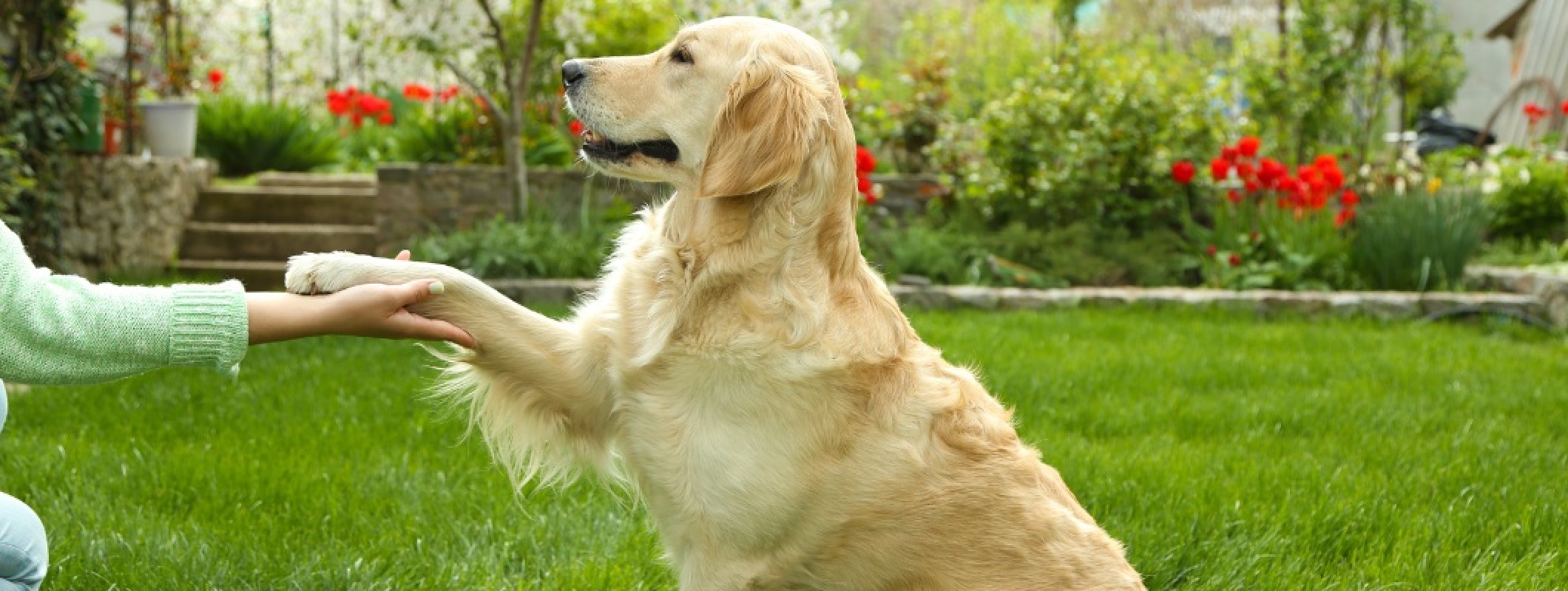 ᐉ Péče o Tlapky vašeho Psa: Jak je Udržet Zdravé - Benepura.cz