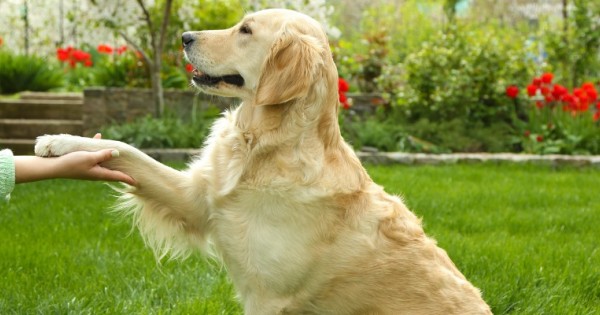 ᐉ Péče o Tlapky vašeho Psa: Jak je Udržet Zdravé - Benepura.cz